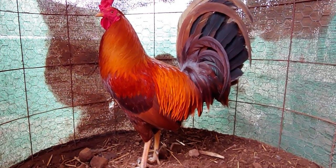 Juicio a un gallo por cantar "demasiado temprano"en isla francesa