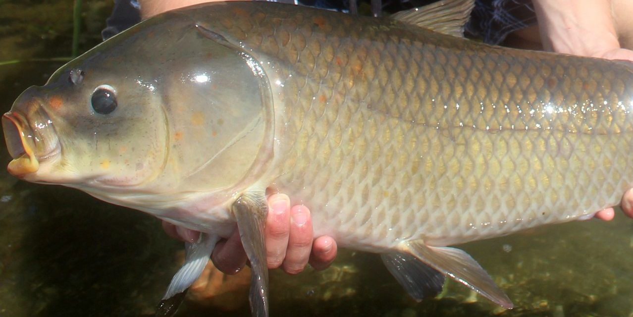 Ictiobus cyprinellus: El pez de ciento doce años bate récord de longevidad