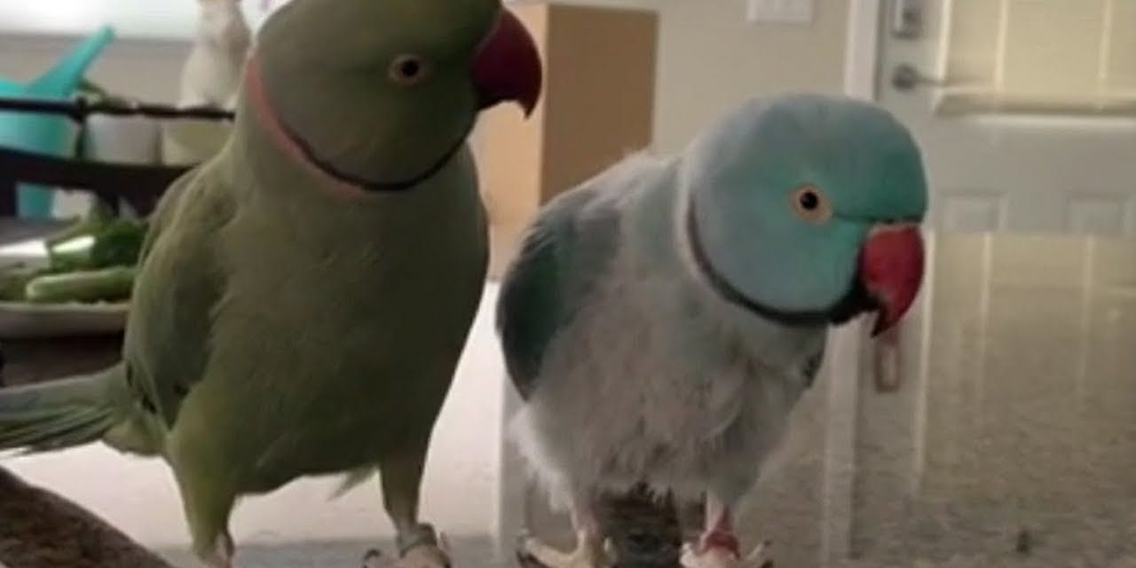 ¿Estos loros están hablando o actuando? - Curadas