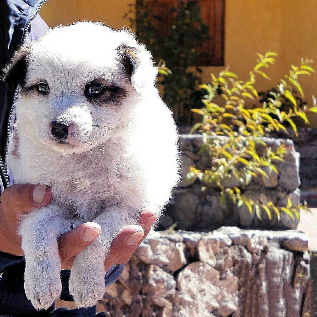 El adorable Mucuchíes, 56 años como el perro típico nacional
