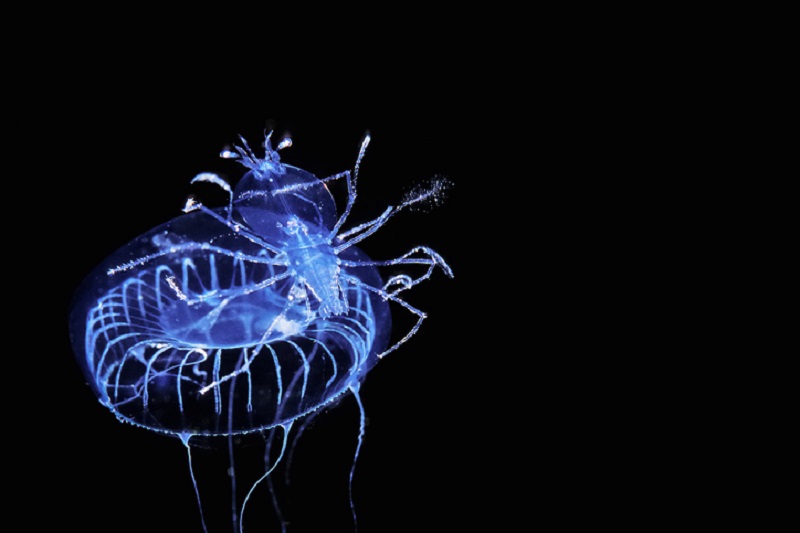 La bioluminiscencia: cinco animales increibles que emiten luz propia