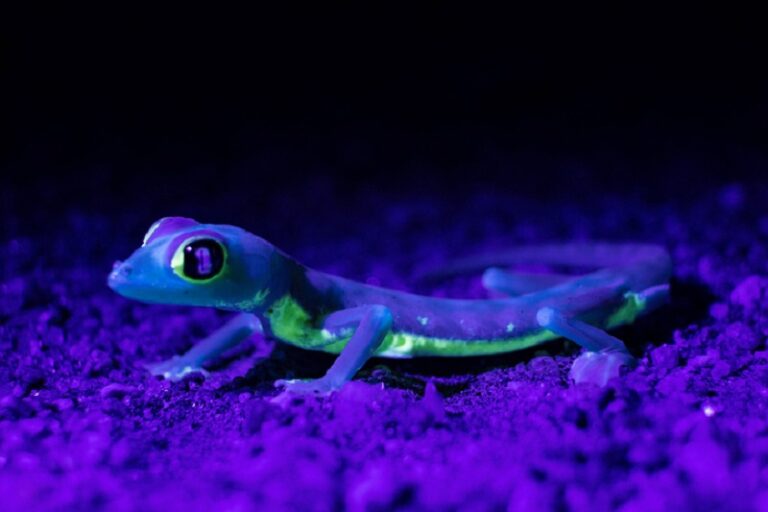 La bioluminiscencia: cinco animales increibles que emiten luz propia