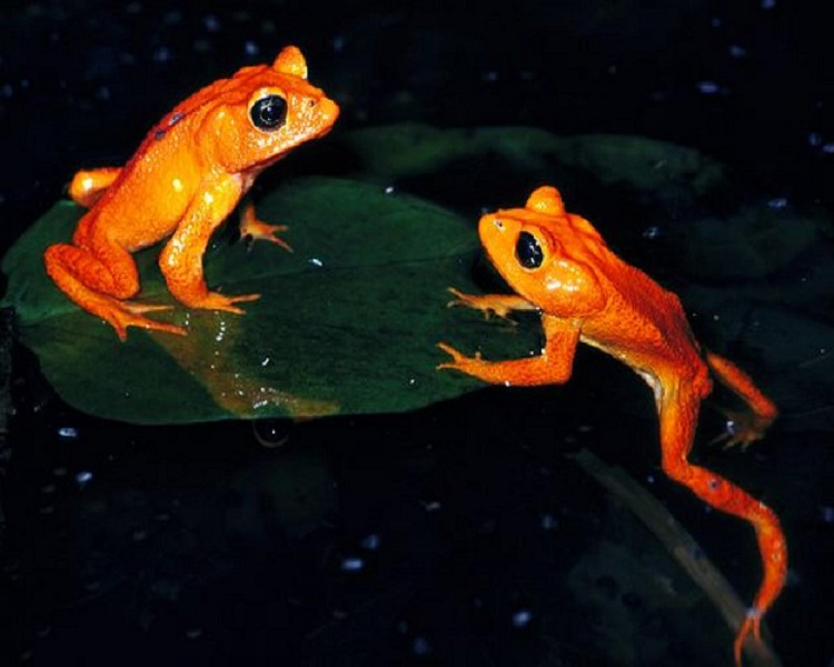 Brasil: hallan nueva especie de sapo naranja que brilla en la oscuridad