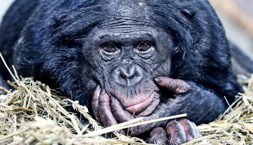 Estudio demuestra que bonobos muestran empatía con los desconocidos