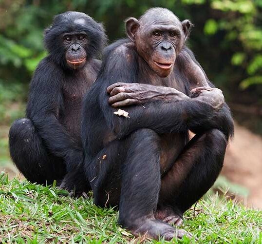 Estudio demuestra que bonobos muestran empatía con los desconocidos