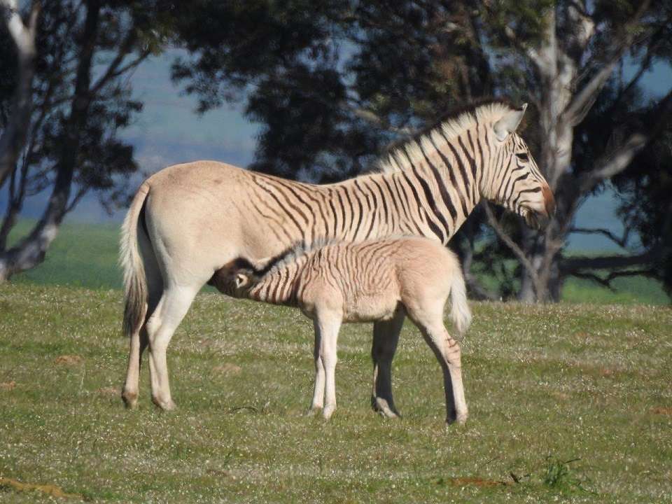 Quagga, el pariente de la cebra extinto, regresa a la vida
