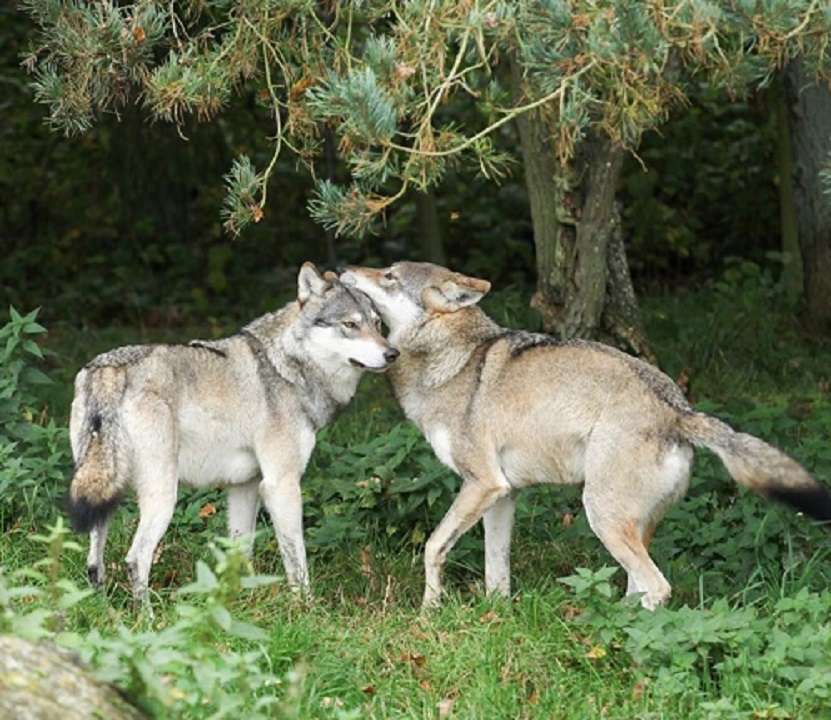 Machos y hembras: cuál de los dos es más prescindible según estudio