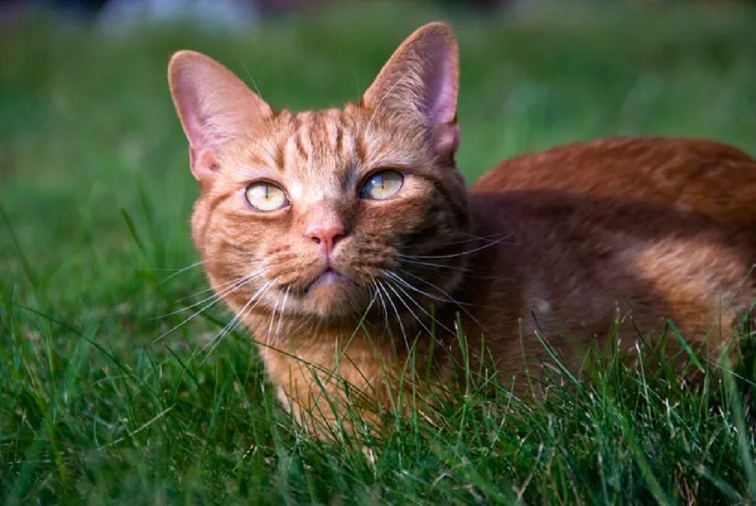 Gatos atigrados: estudio basado en genética revela origen de sus rayas