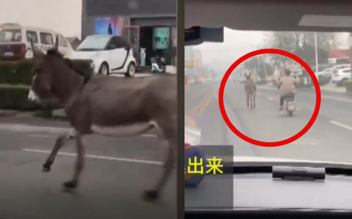 Para salvar su pellejo un burro se da a la fuga de un restaurante ...