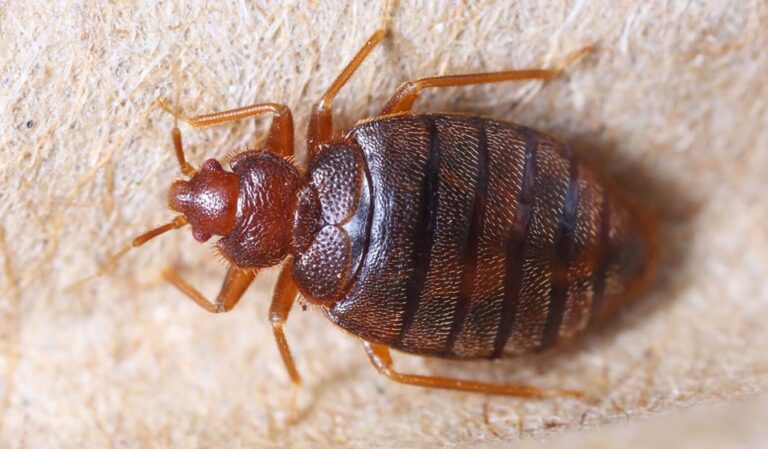 Cómo eliminar chinches y evitar su molesta presencia