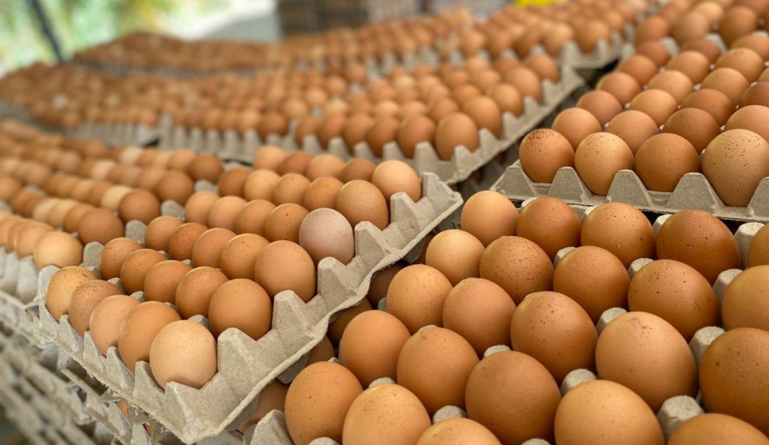 Curiosidades de los huevos de gallina: detalles dignos de asombro