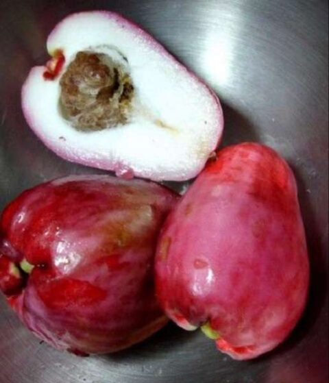 La Pumalaca: conoce sus excelentes beneficios y propiedades