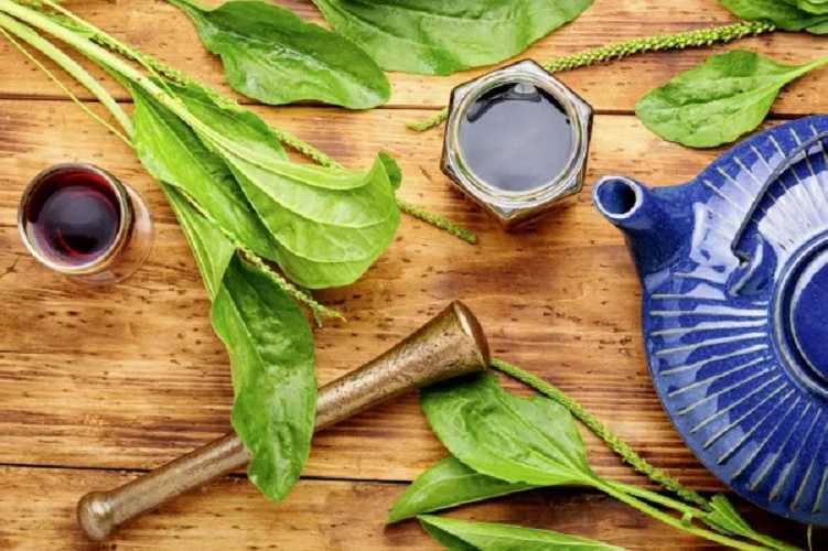 Llantén: conoce sus beneficios y propiedades para la salud CURADAS