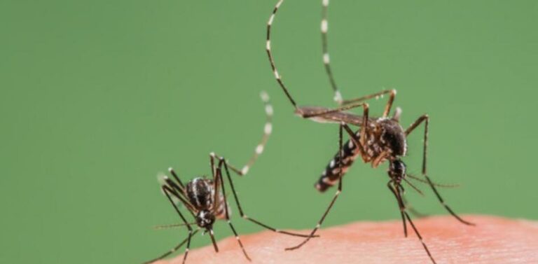 Mosquitos que picaron al ladrón permiten resolver un caso de robo en ...