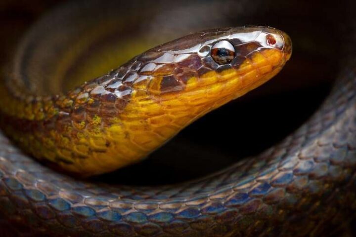Nuevas especies de serpientes son descubiertas en Ecuador