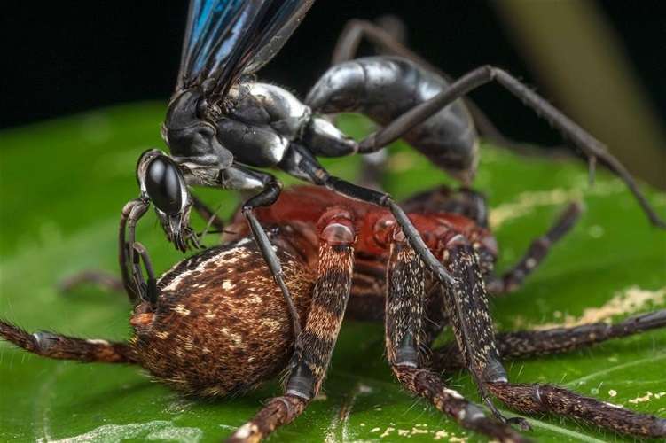 Las avispas cazadoras de arañas y su fascinante mundo