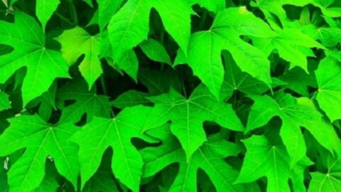 La chaya: conoce qué es y para qué sirve este alimento