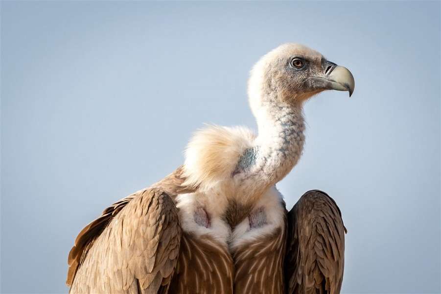 Los buitres: diez curiosidades sobre ellas que quizás no sabías