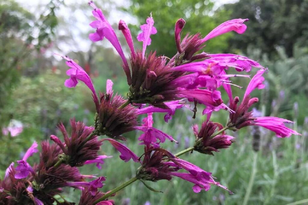 Toronjil morado: conoce para qué sirve y sus propiedades