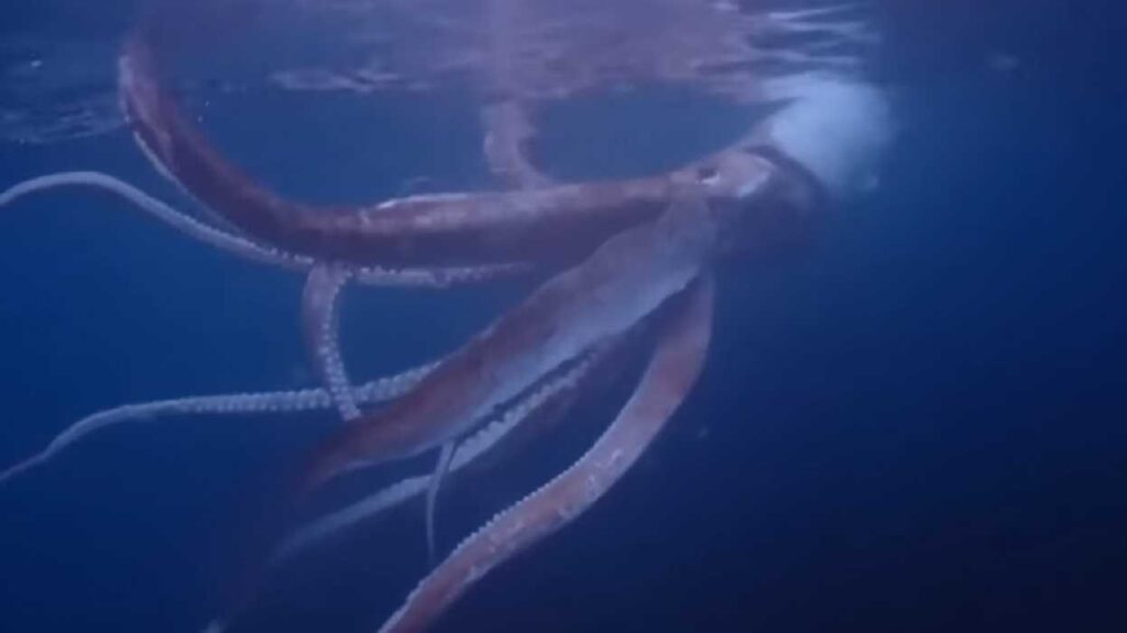 Calamar gigante es filmado por buceadores japoneses