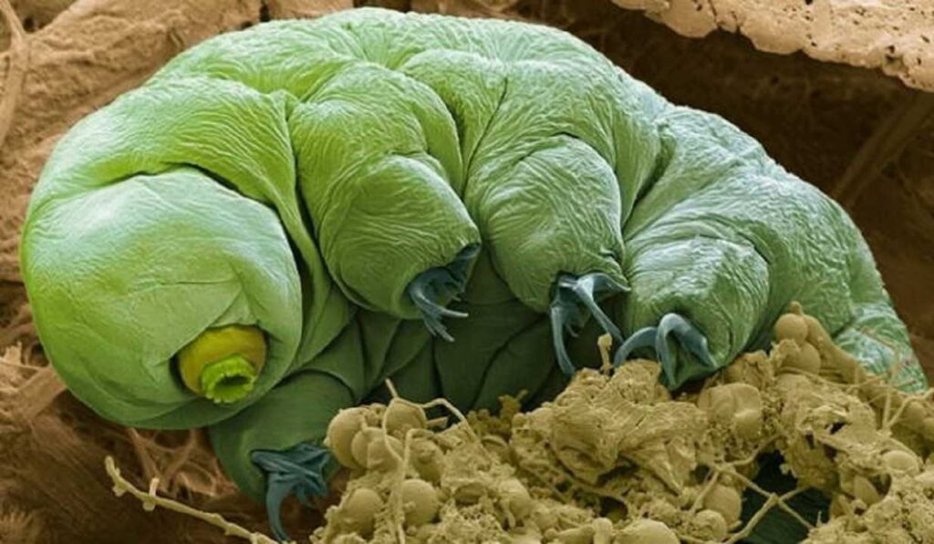 El tardígrado: la única especie que puede explorar el universo