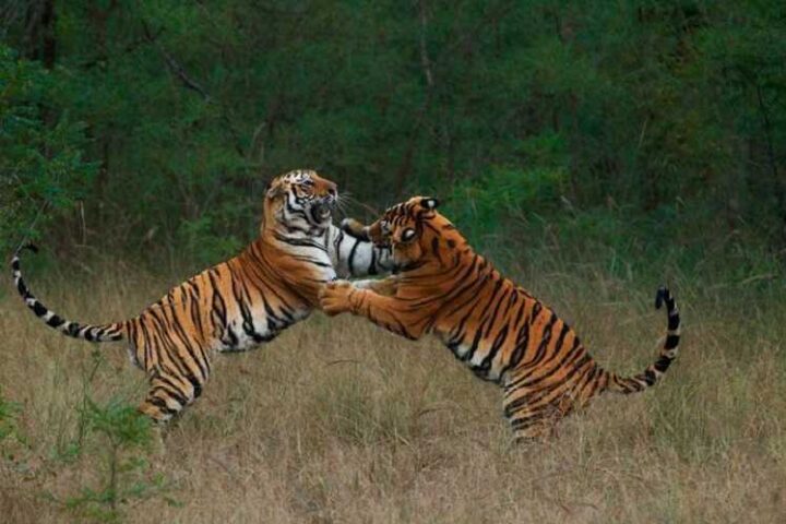 Los tigres y sus rayas: conoce ¿cuántas tienen?