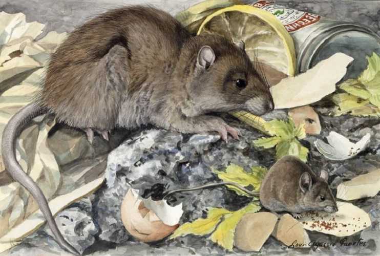 Enfermedades transmitidas por animales: estas son 5 de ellas