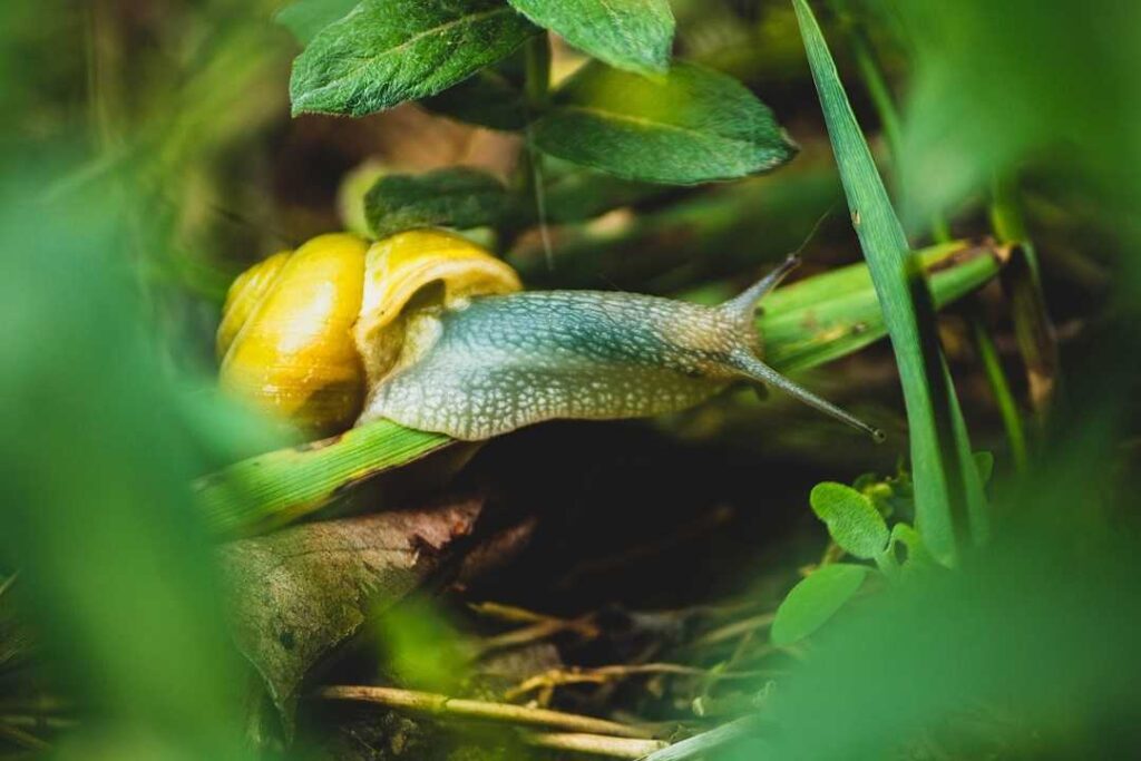 Cayo Margarita: la nueva especie de caracol color amarillo brillante ...