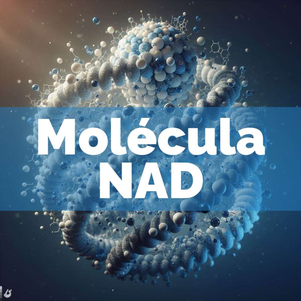 Molécula NAD fundamental para la salud y el envejecimiento