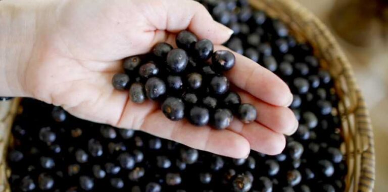 El asaí: conoce estos cuatro beneficios para la salud - CURADAS