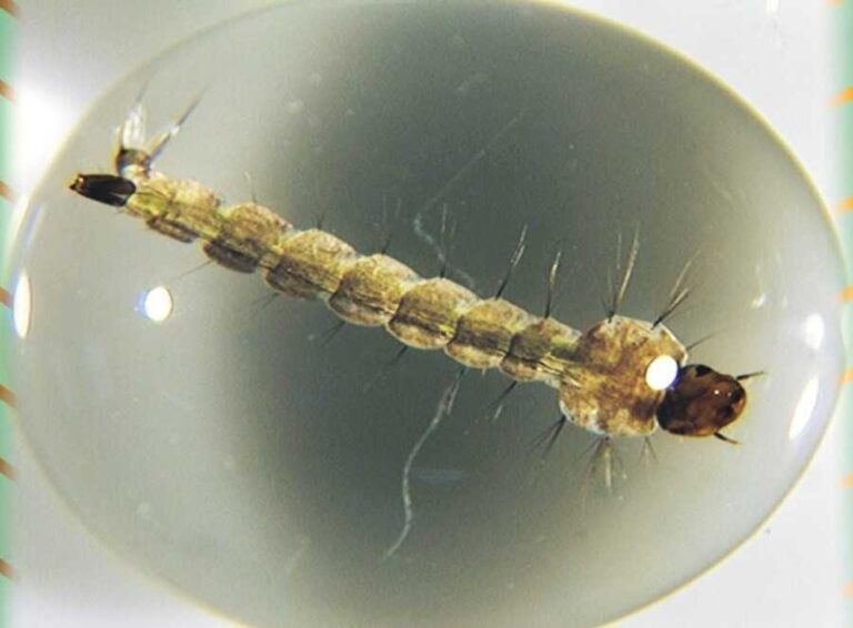 Aedes aegypti: conoce tres datos sobre el mosquito del dengue - CURADAS